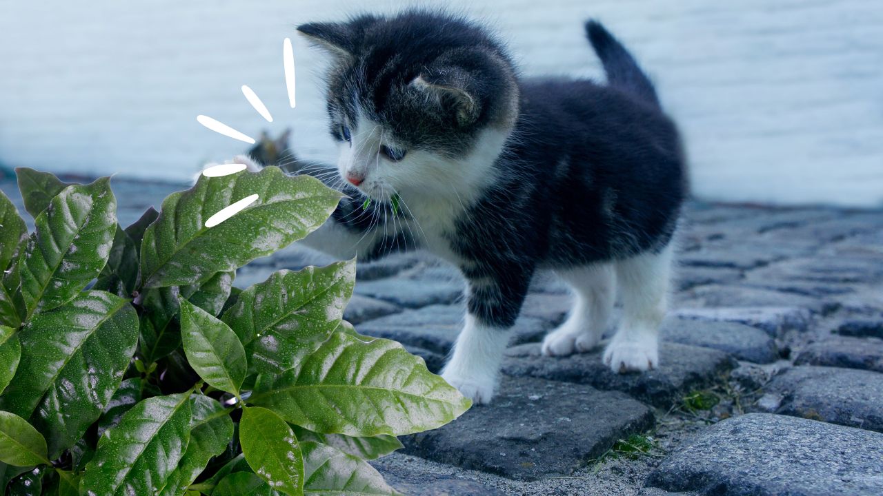 Ahuyentar gatos de forma ética es imprescindible para una convivencia ...